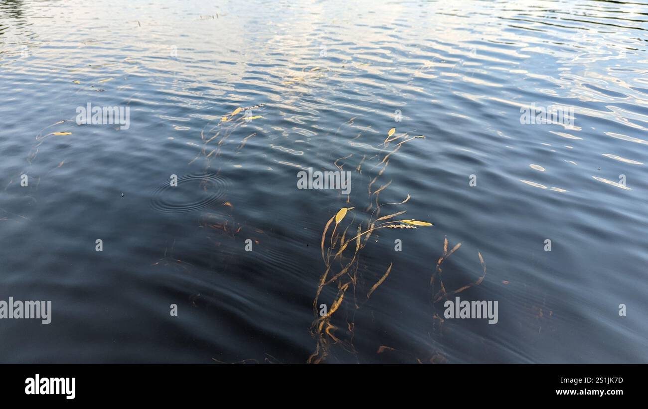 pondweed family (Potamogetonaceae Stock Photo - Alamy