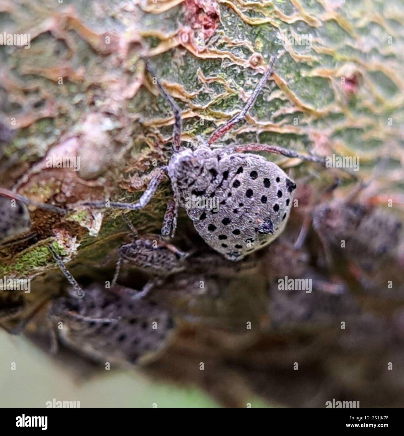 Giant Willow Aphid (Tuberolachnus salignus Stock Photo - Alamy
