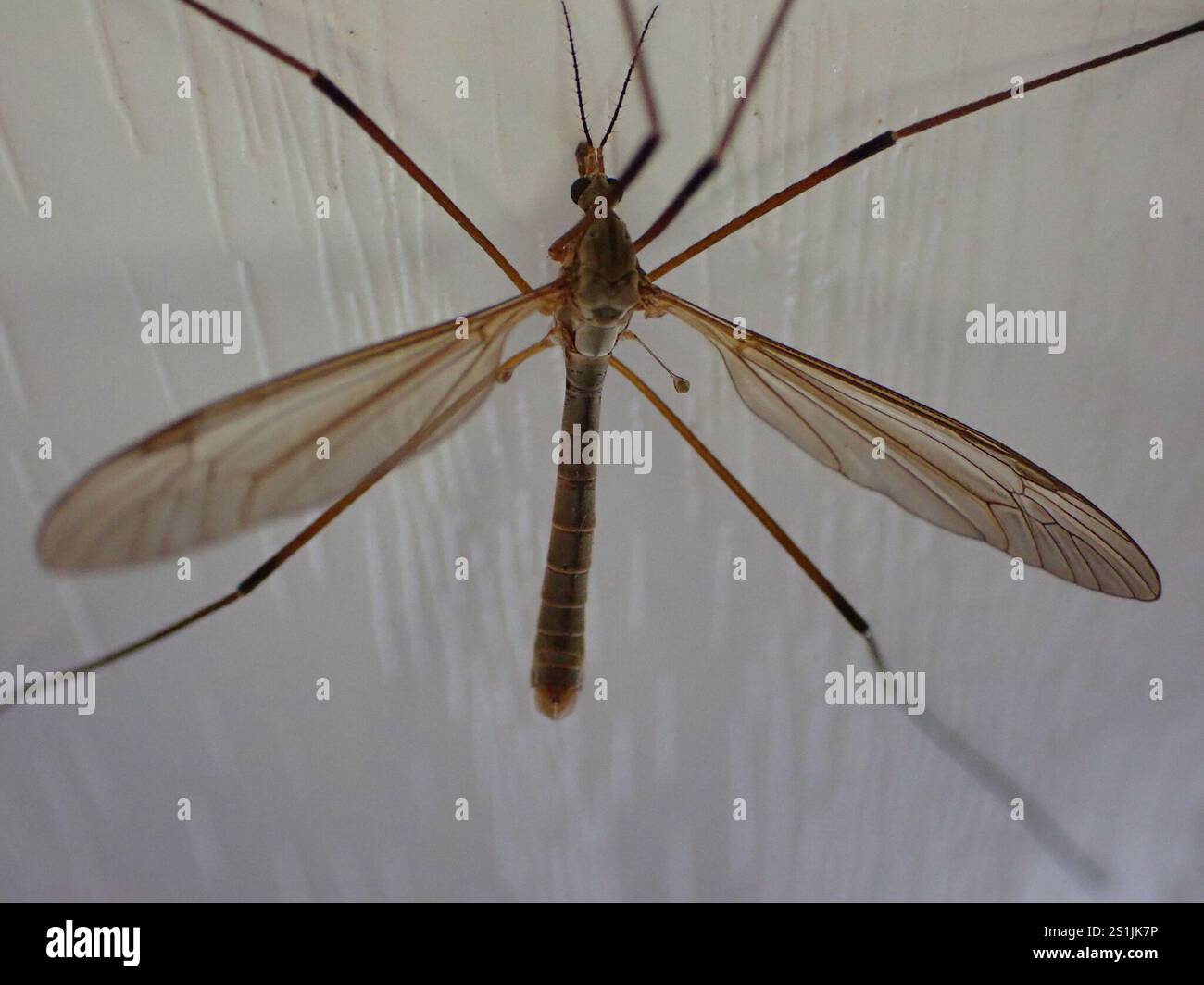 European Crane Fly (Tipula paludosa Stock Photo - Alamy