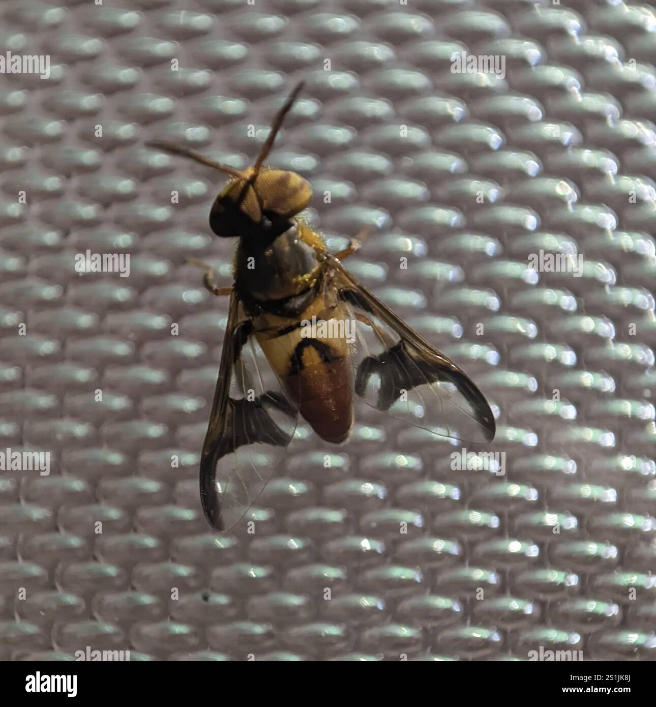 Horse and Deer Flies (Tabanidae Stock Photo - Alamy