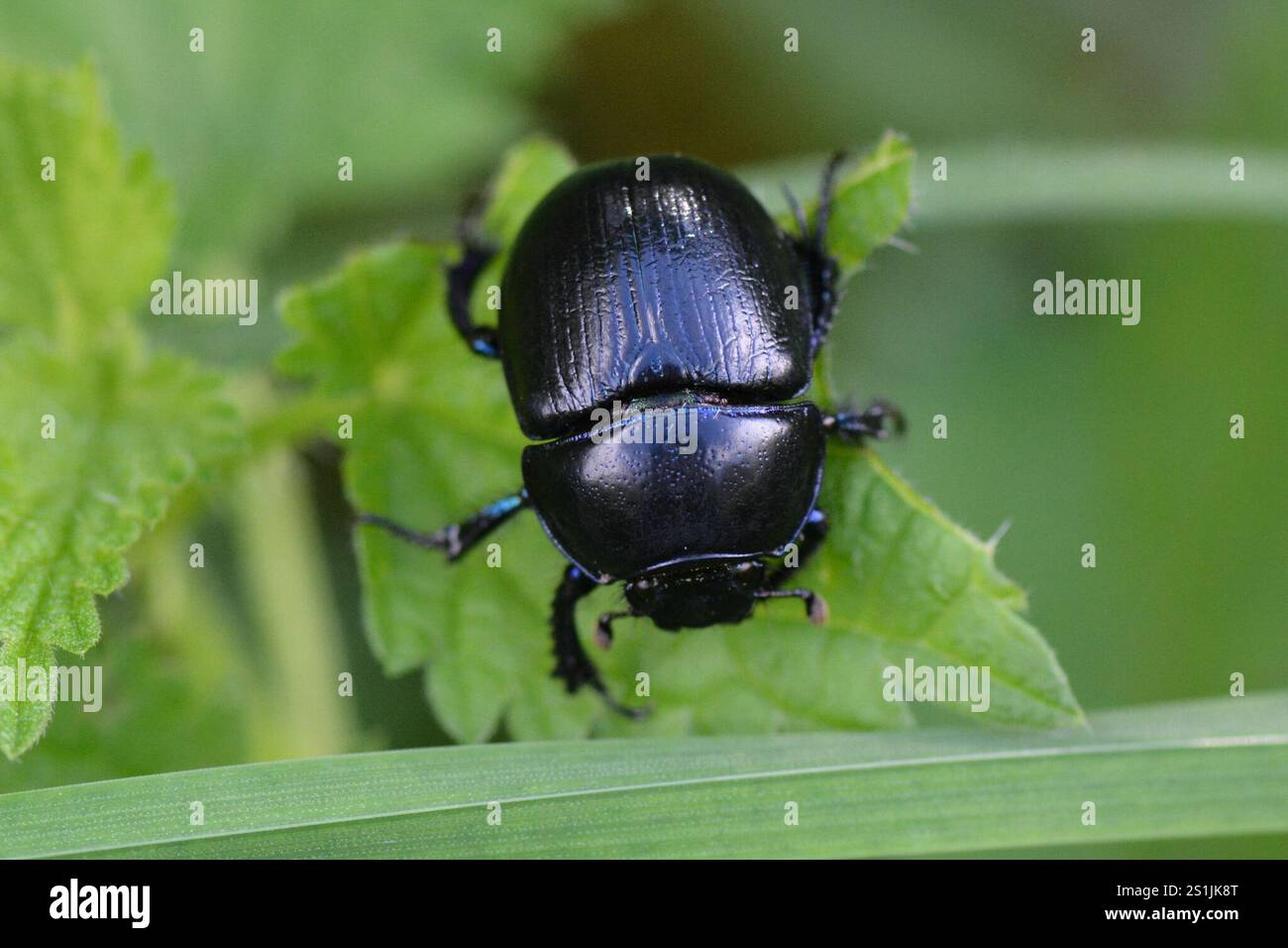 Woodland Dor Beetle (Anoplotrupes stercorosus Stock Photo - Alamy