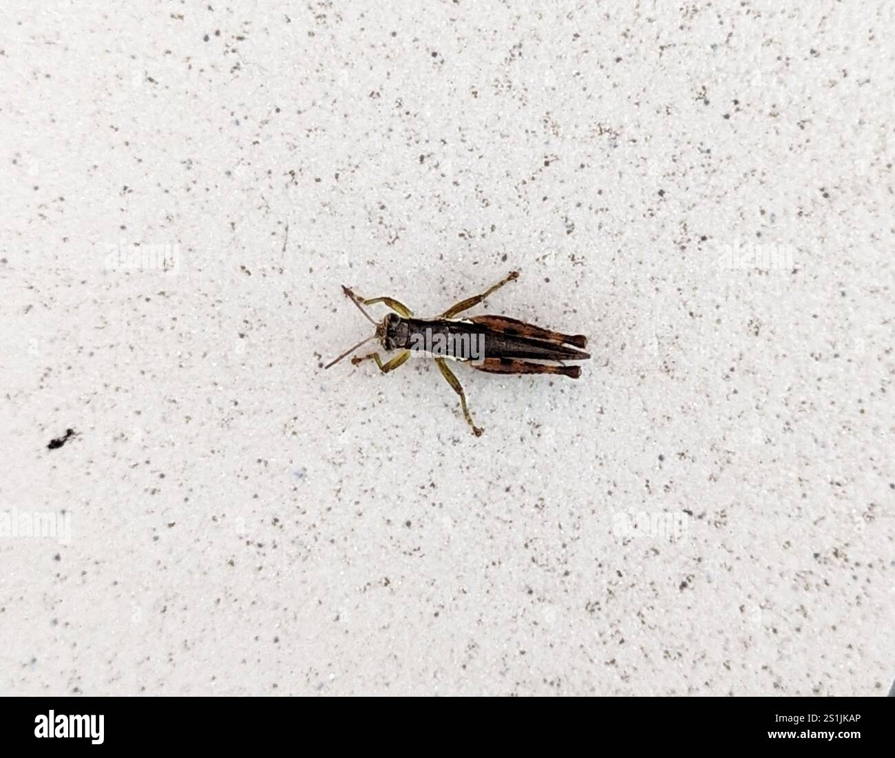 Short-winged Rice Grasshopper (Pseudoxya diminuta Stock Photo - Alamy