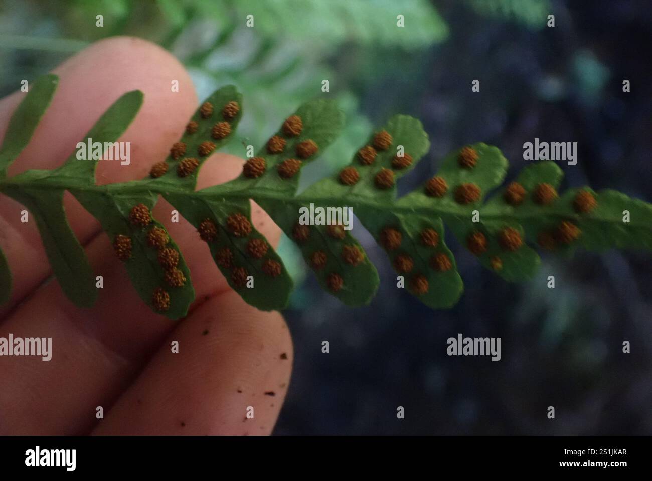 western polypody (Polypodium hesperium Stock Photo - Alamy