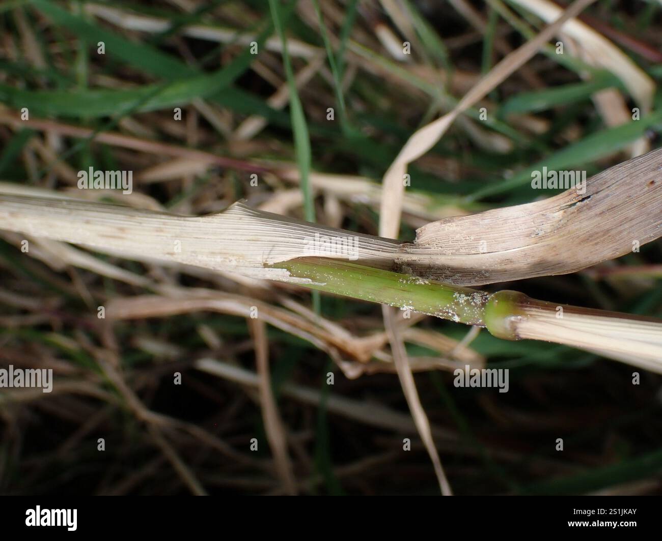 canadian bluejoint (Calamagrostis canadensis Stock Photo - Alamy