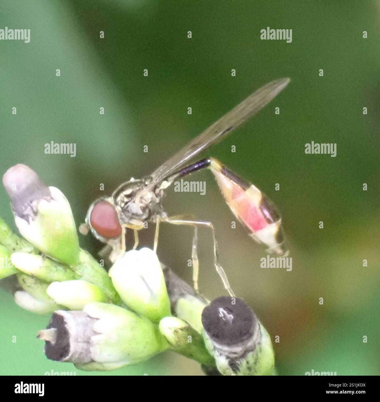 Common Dainty (Baccha elongata Stock Photo - Alamy