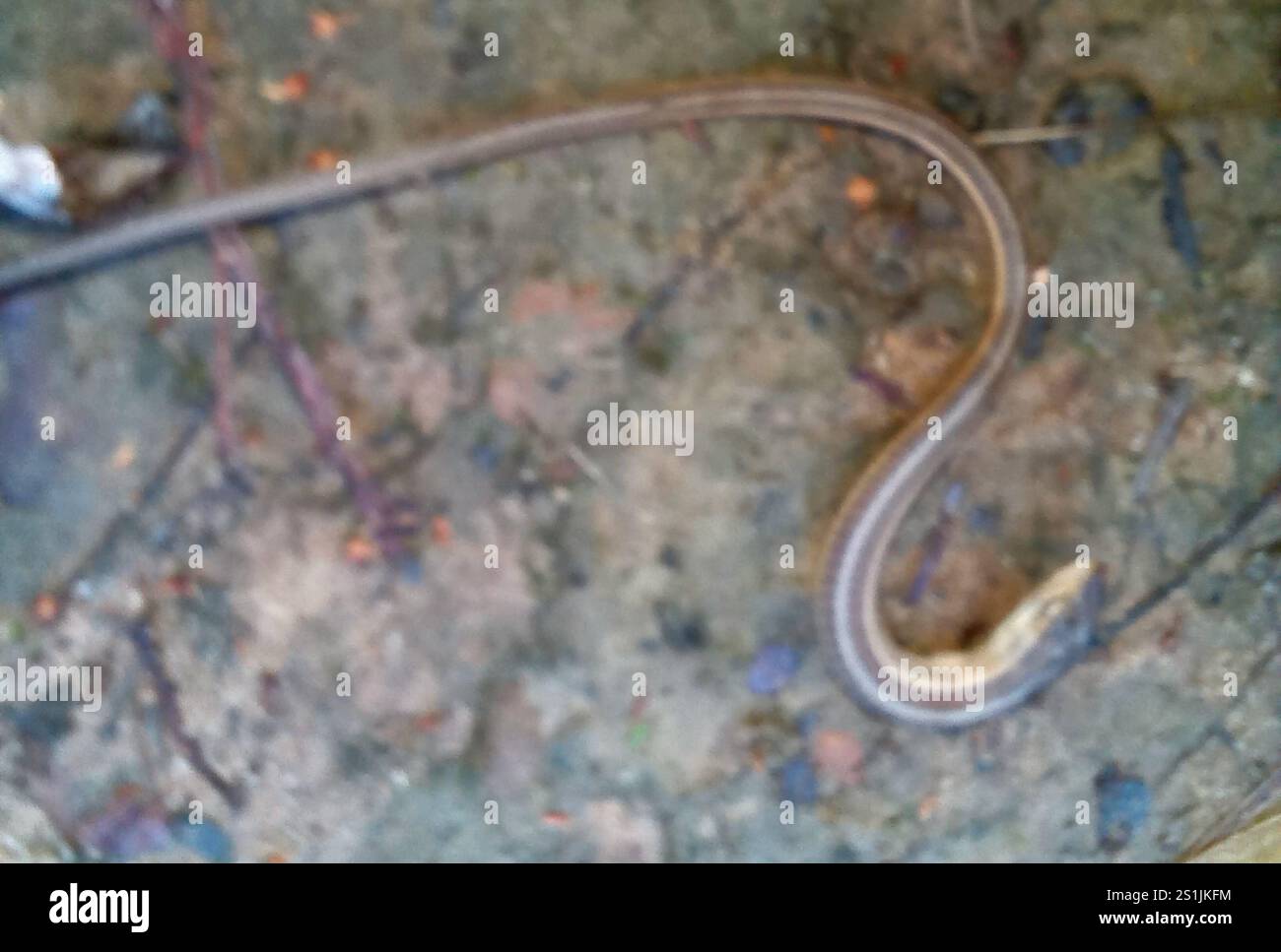 Cape Snake Lizard (Chamaesaura anguina Stock Photo - Alamy