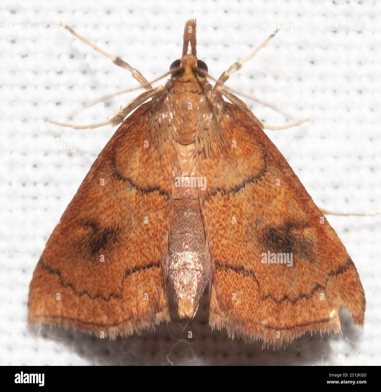 Mint Root Borer Moth (Fumibotys fumalis Stock Photo - Alamy