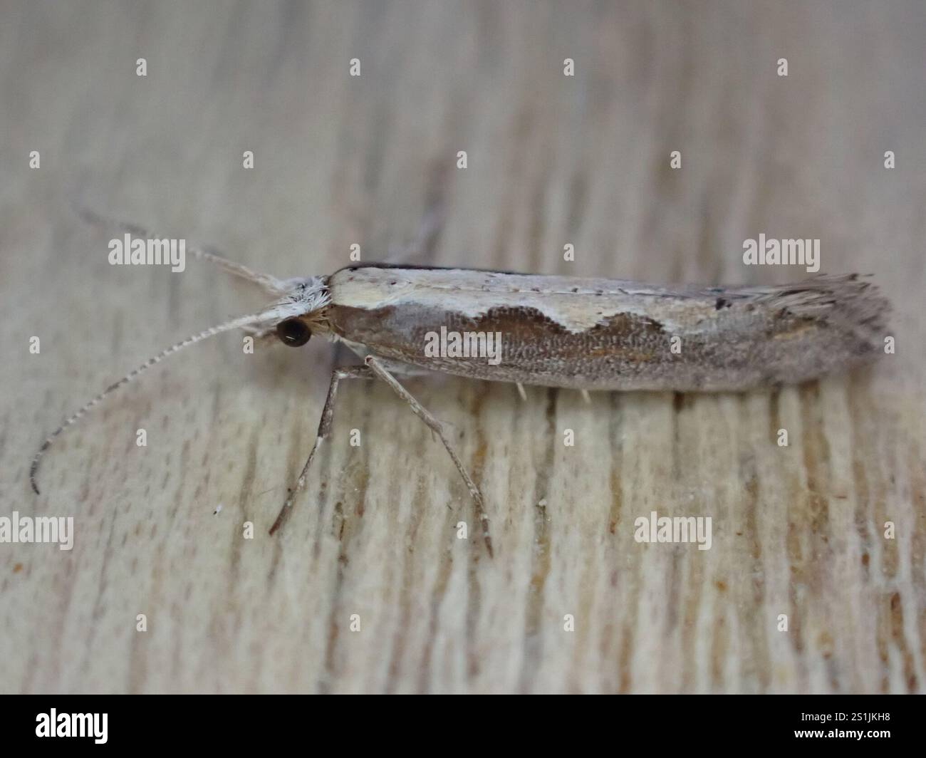 Diamondback Moth (Plutella xylostella Stock Photo - Alamy
