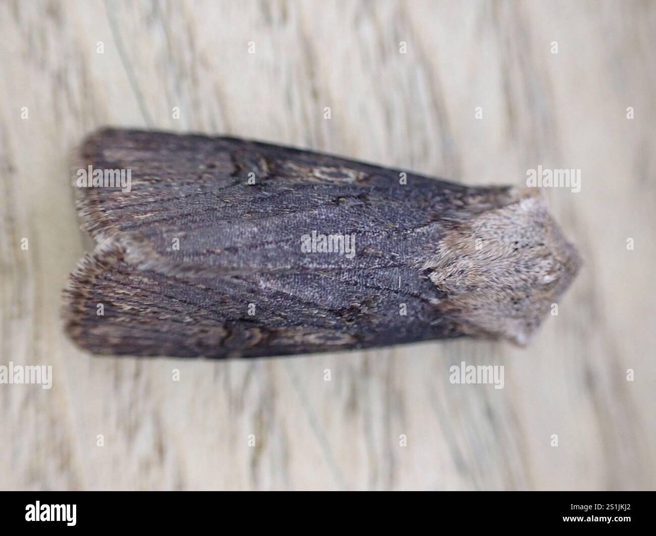 Shuttle-shaped Dart (Agrotis puta Stock Photo - Alamy
