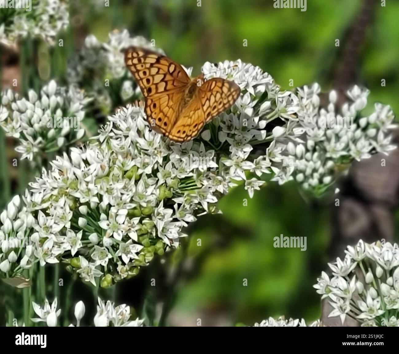 Variegated Fritillary (Euptoieta claudia Stock Photo - Alamy