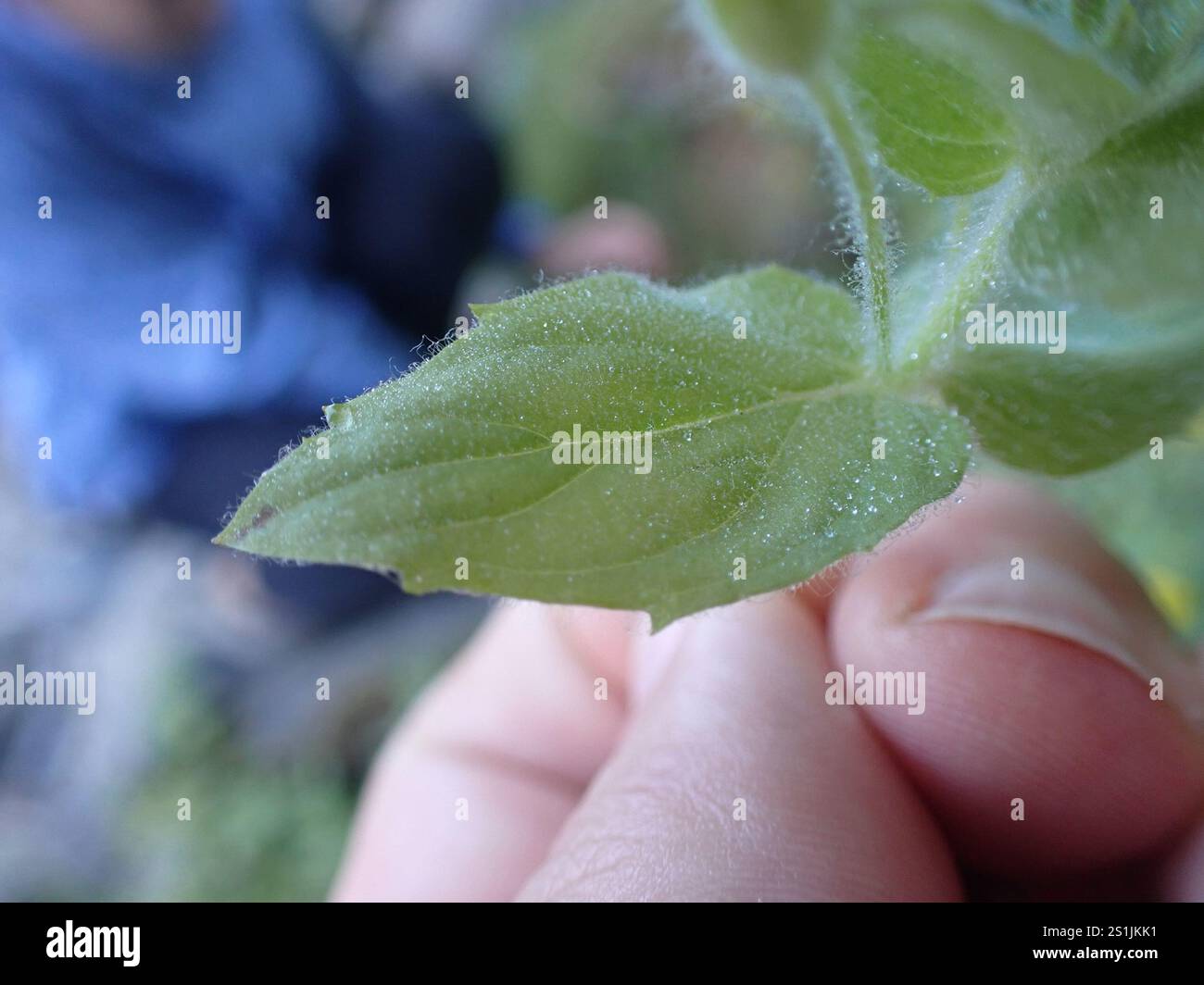 wing-leaf monkeyflower (Erythranthe ptilota Stock Photo - Alamy
