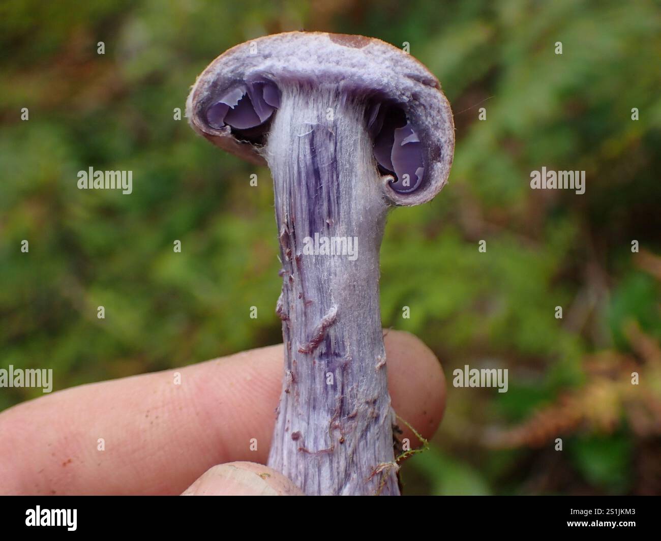 violet webcap (Cortinarius violaceus Stock Photo - Alamy