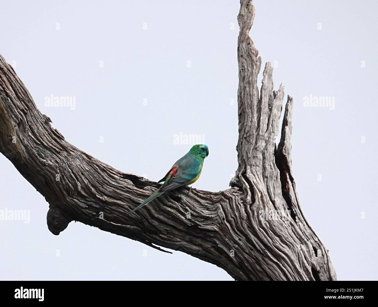 Red-rumped Parrot (Psephotus haematonotus Stock Photo - Alamy