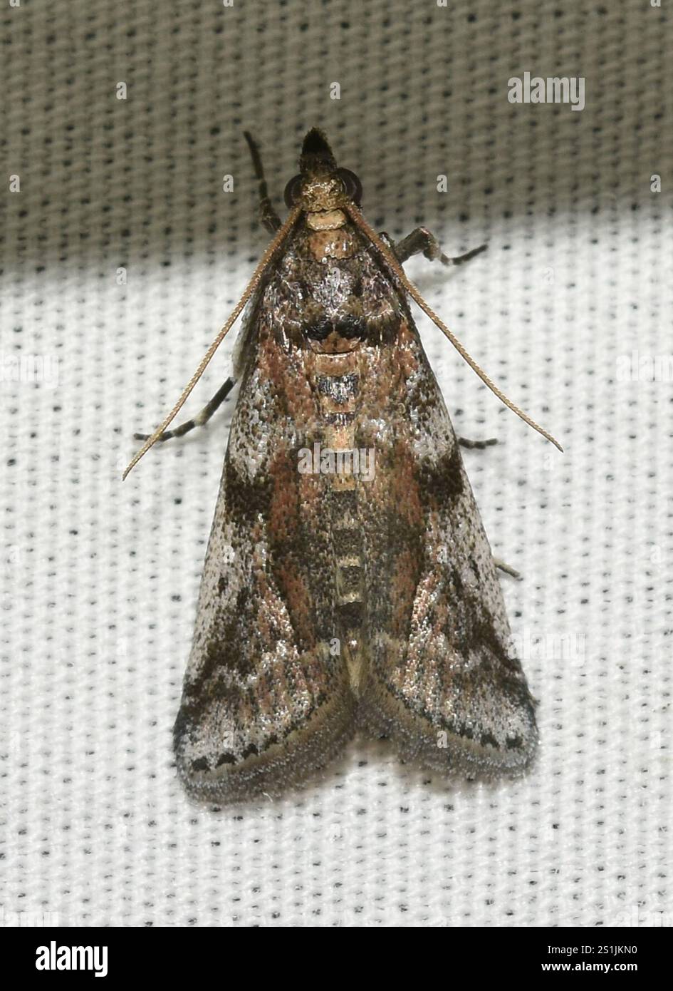 Scale-feeding Snout (Laetilia coccidivora Stock Photo - Alamy