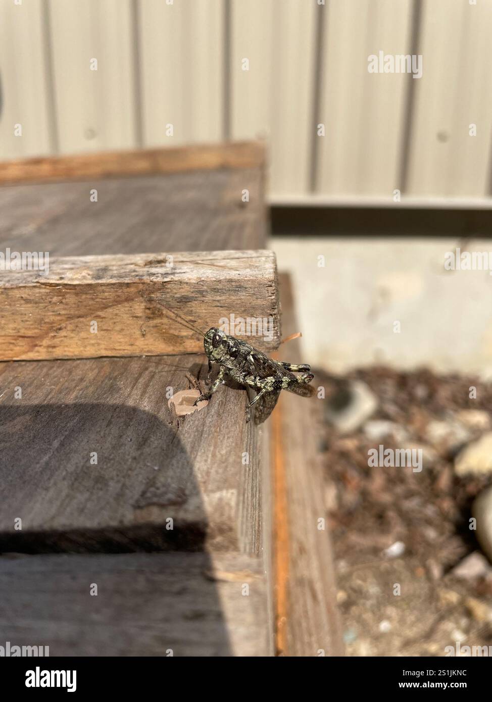 Pine tree Spur-throat Grasshopper (Melanoplus punctulatus Stock Photo ...
