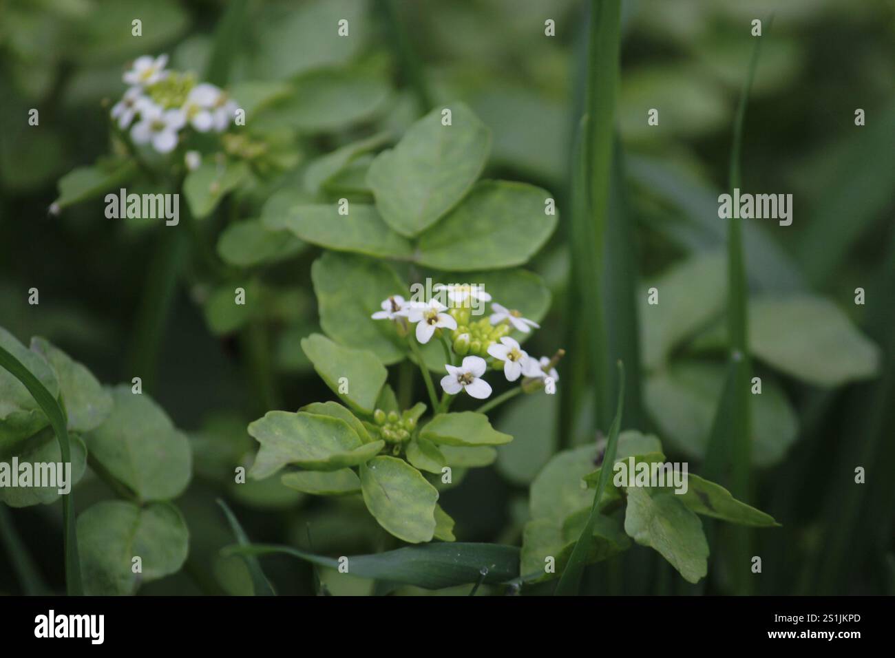 watercress (Nasturtium officinale Stock Photo - Alamy
