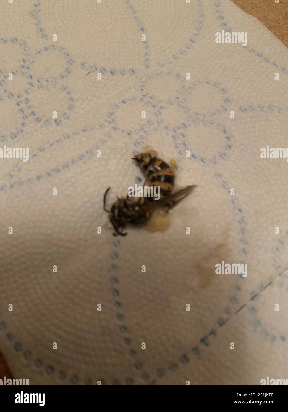 Hornets and Yellowjackets (Vespinae Stock Photo - Alamy