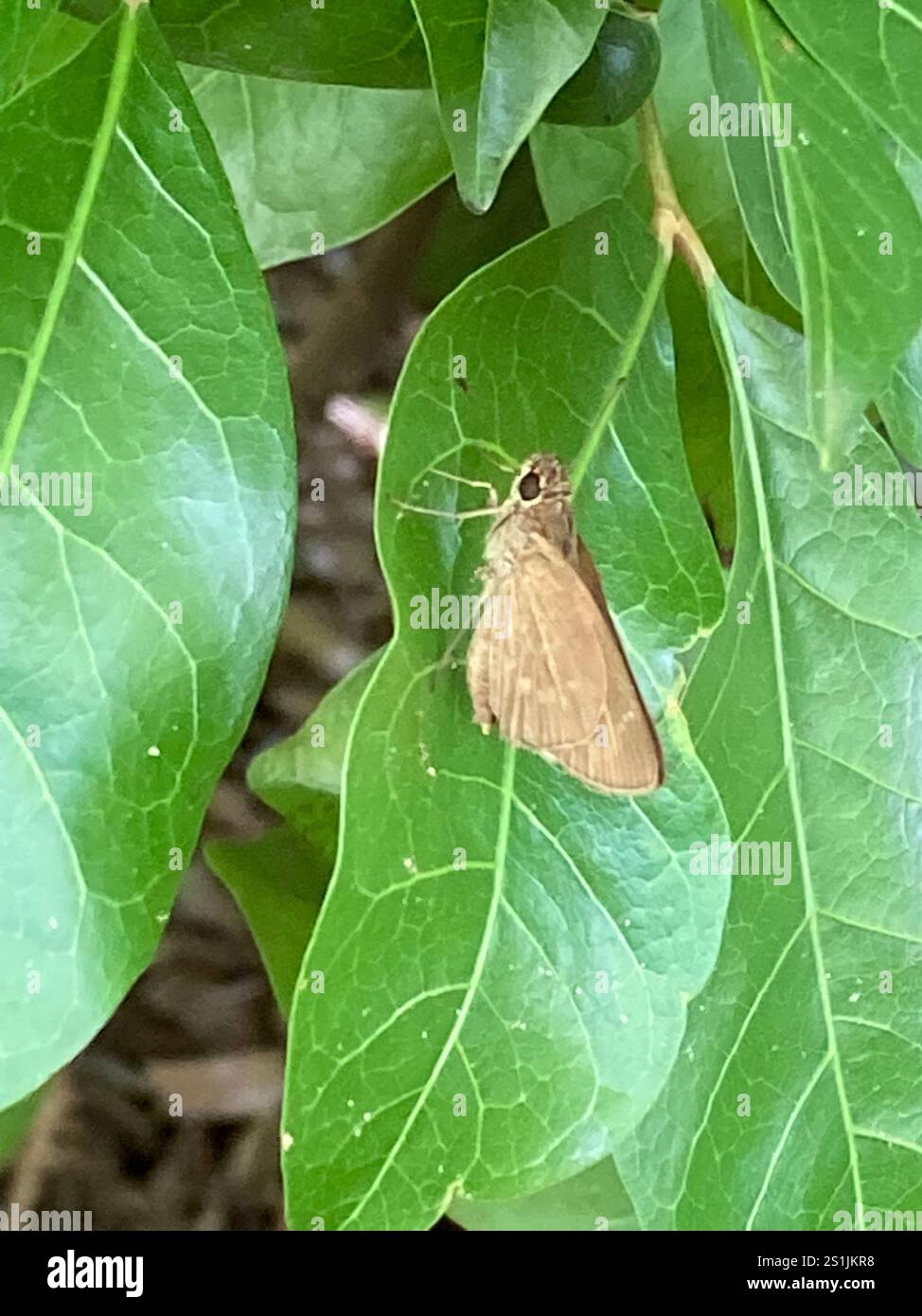 Three-spotted Skipper (Cymaenes tripunctus Stock Photo - Alamy