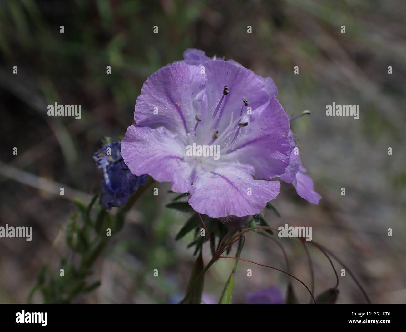 Linearleaf Phacelia (Phacelia linearis Stock Photo - Alamy