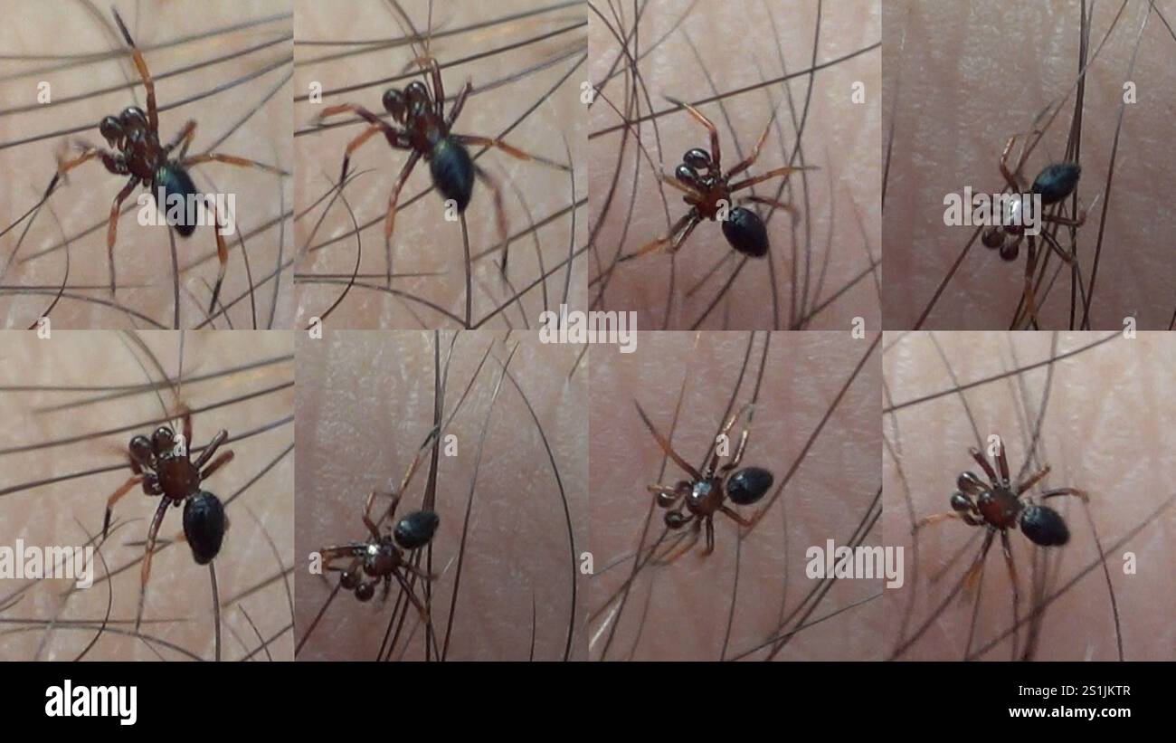 Ant-eating Spiders (Euryopis Stock Photo - Alamy