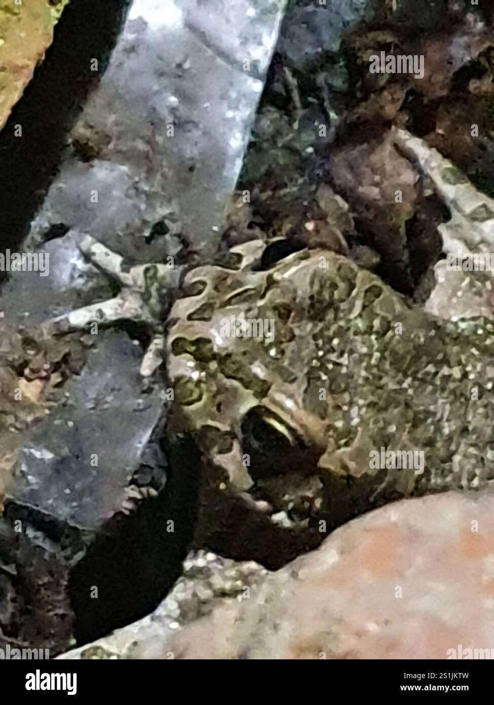 European Green Toad (Bufotes viridis viridis Stock Photo - Alamy