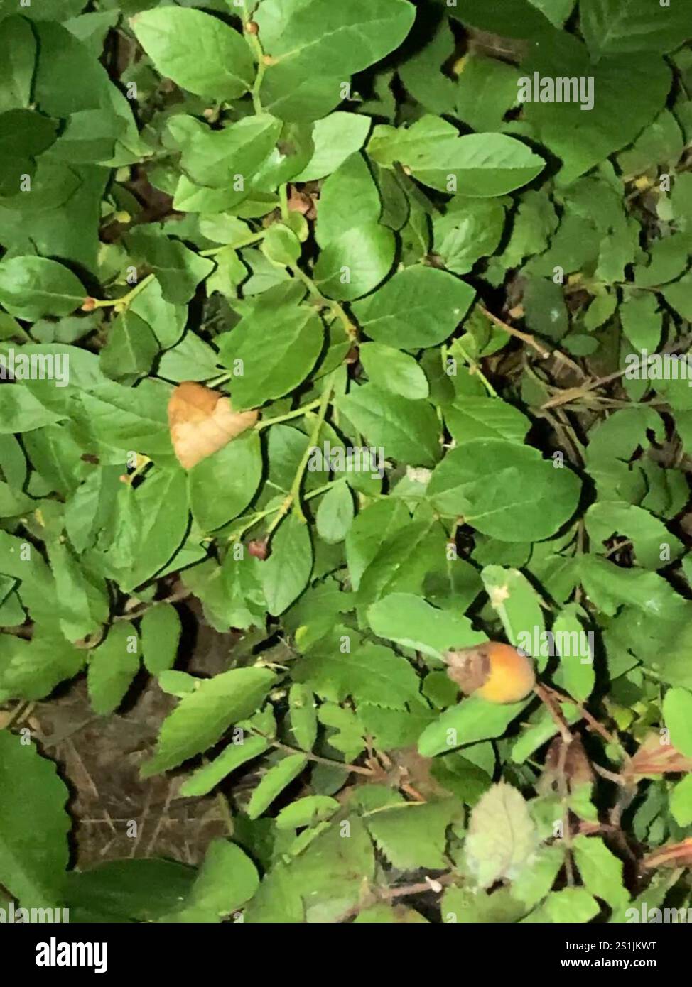 Prickly Wild Rose (Rosa acicularis Stock Photo - Alamy