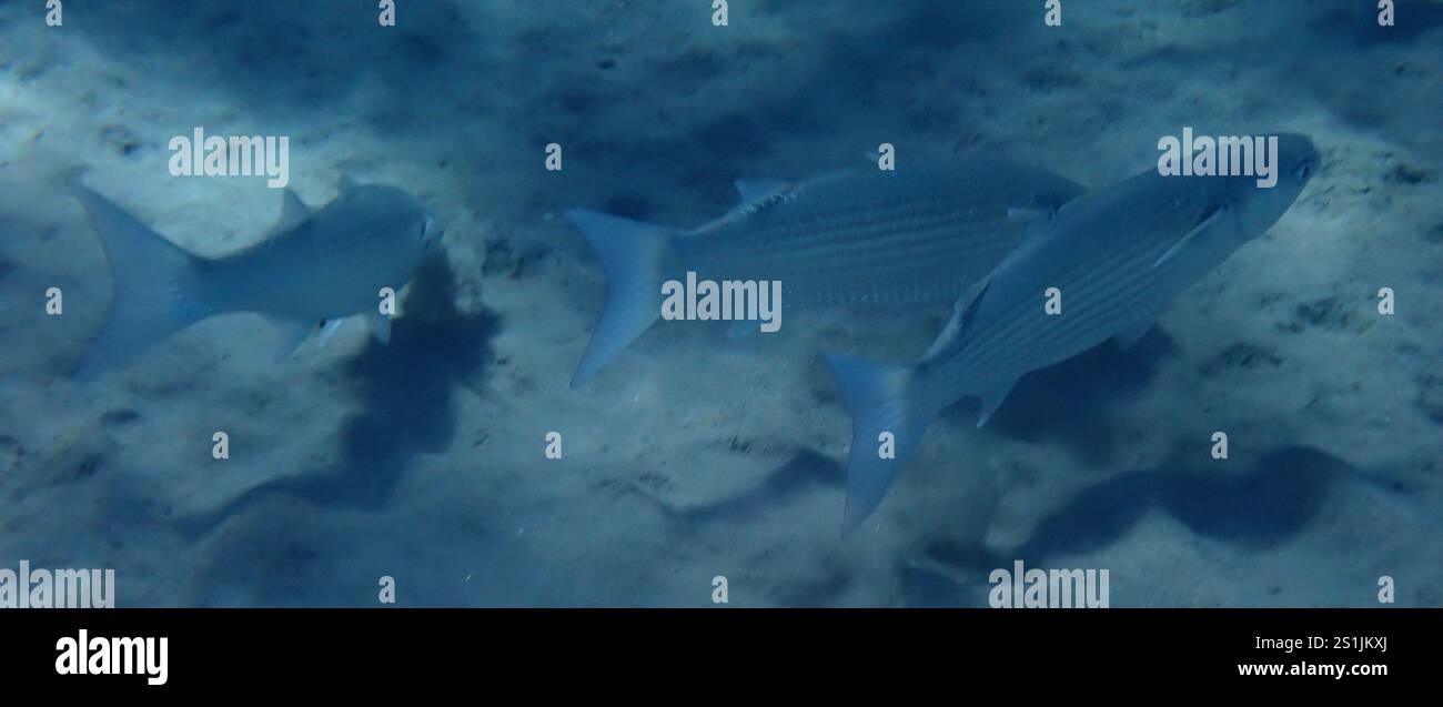 Fringelip Mullet (Moolgarda crenilabis Stock Photo - Alamy