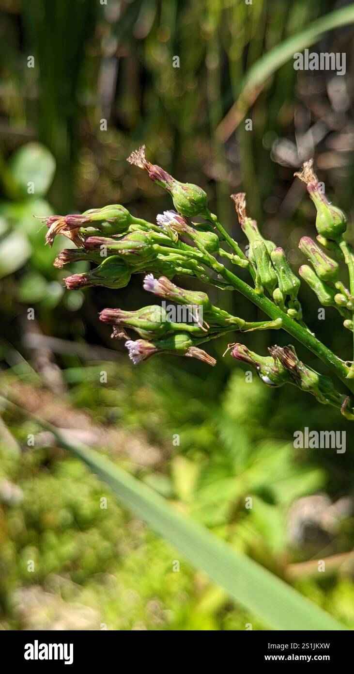 tall blue lettuce (Lactuca biennis Stock Photo - Alamy