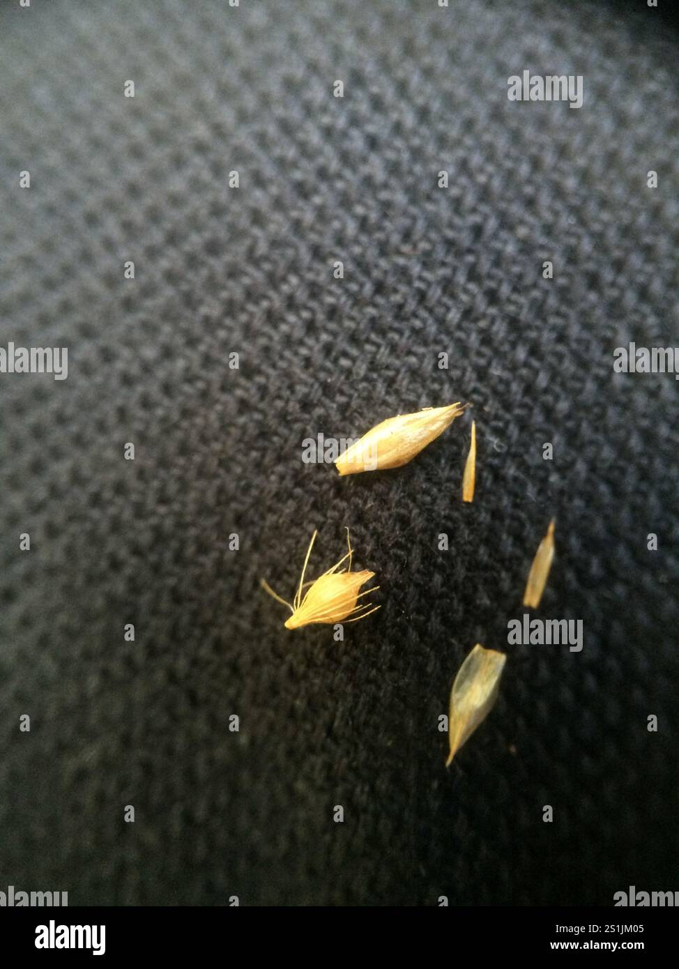 white beak-sedge (Rhynchospora alba Stock Photo - Alamy