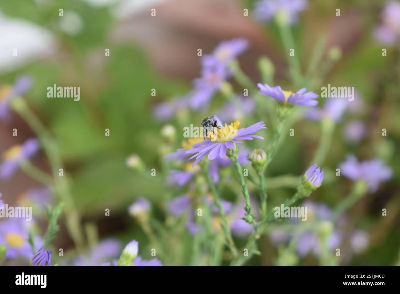 Sharptail Bees (Coelioxys Stock Photo - Alamy
