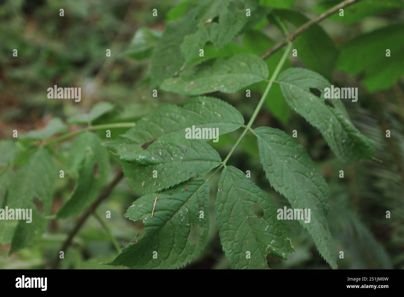 Oregon Ash (Fraxinus latifolia Stock Photo - Alamy