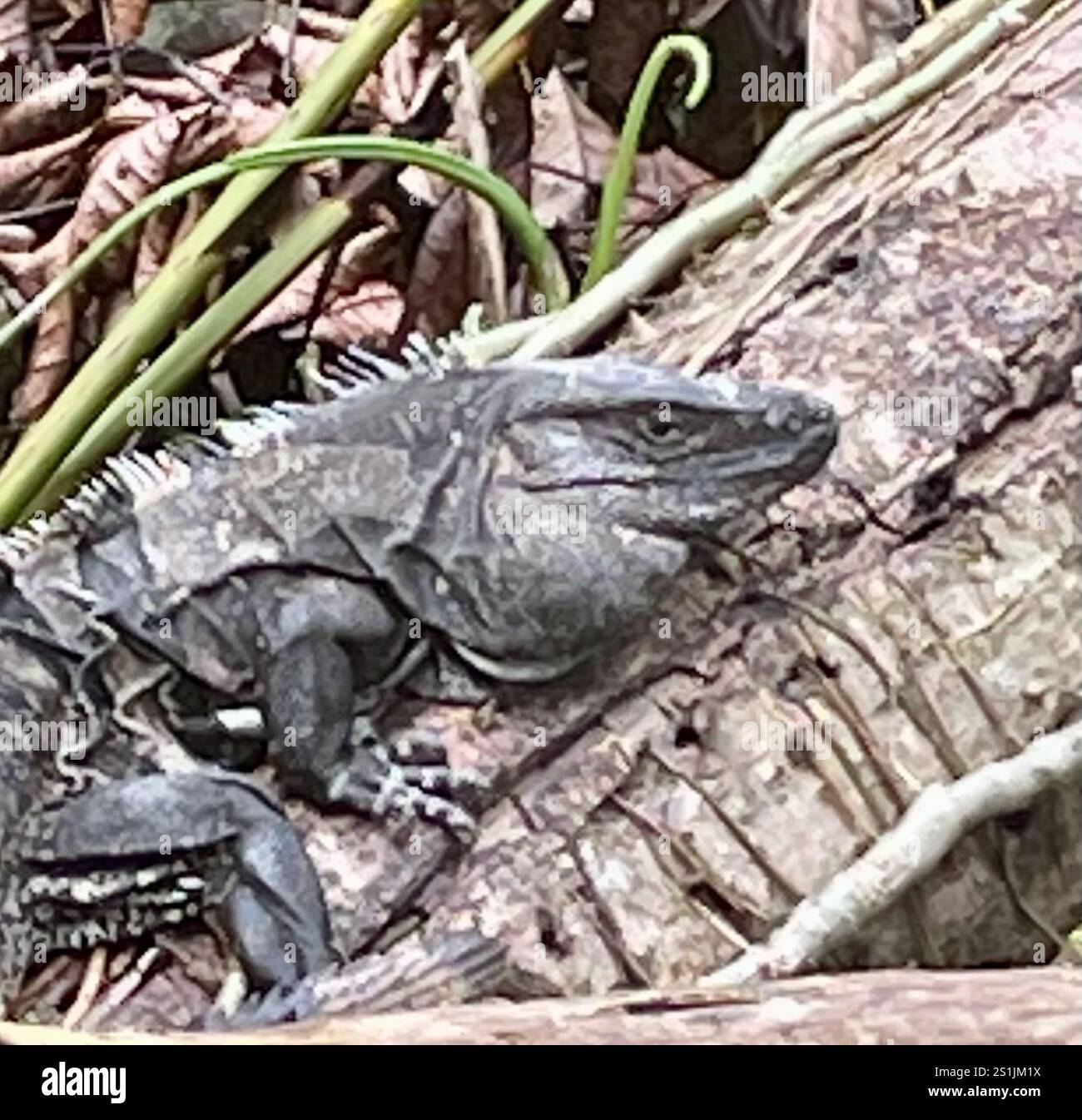 Black Spiny-tailed Iguana (Ctenosaura similis Stock Photo - Alamy