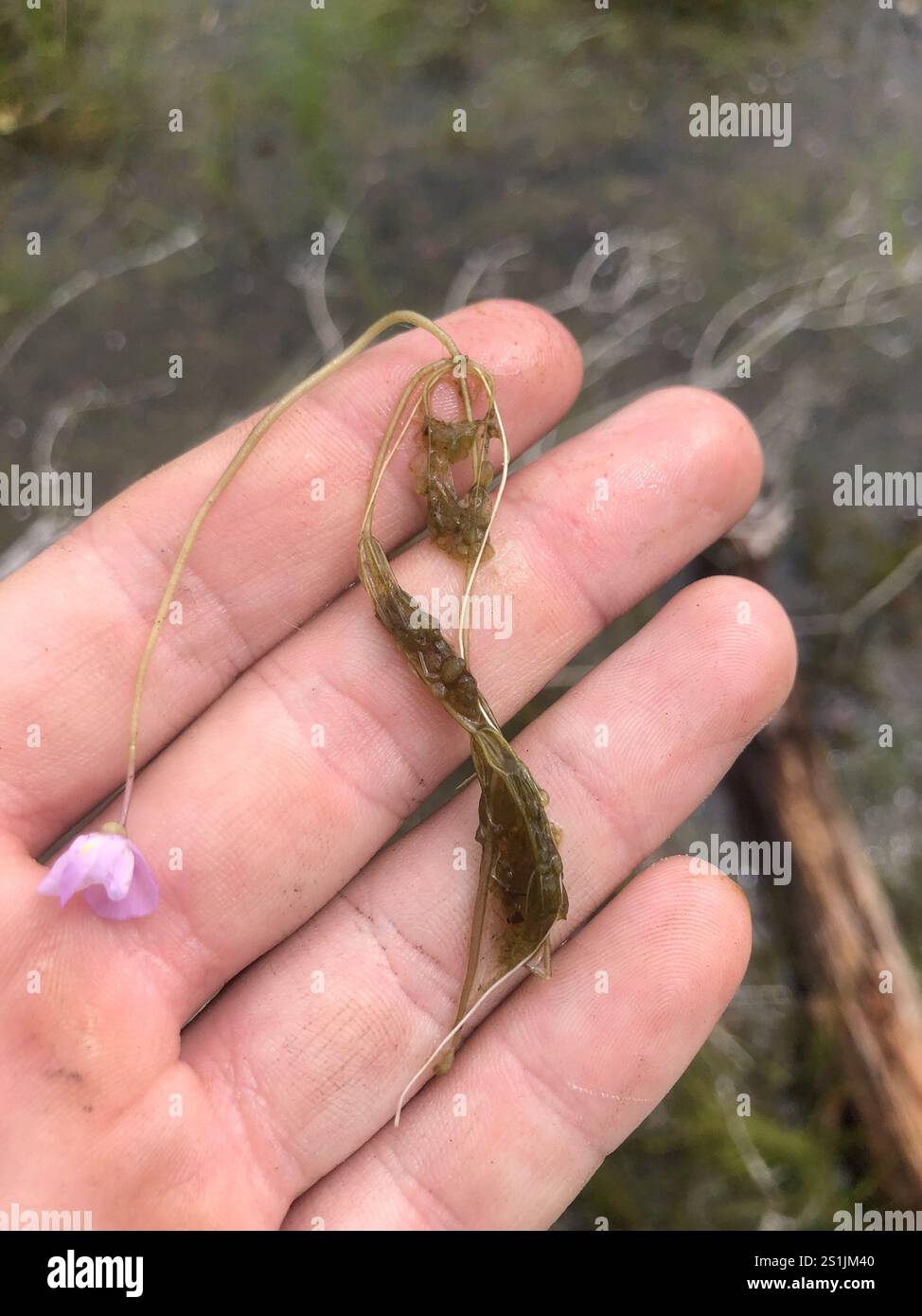 Purple Bladderwort (Utricularia purpurea Stock Photo - Alamy