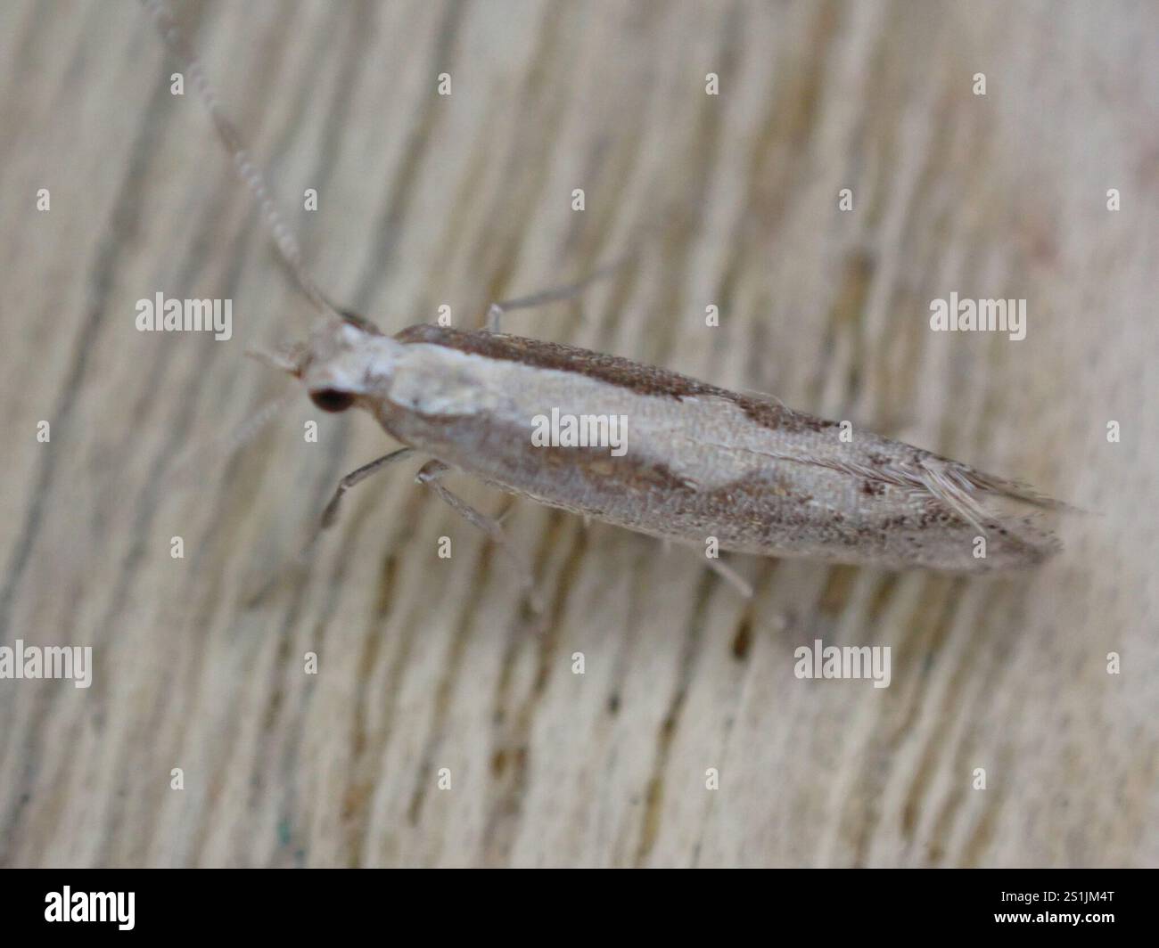 Diamondback Moth (Plutella xylostella Stock Photo - Alamy