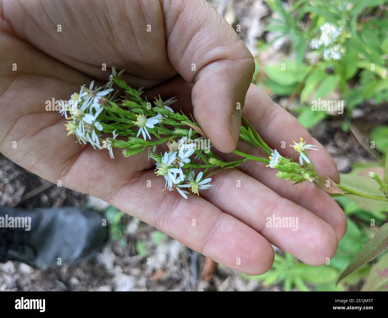 Arrow-leaved Aster (Symphyotrichum urophyllum Stock Photo - Alamy