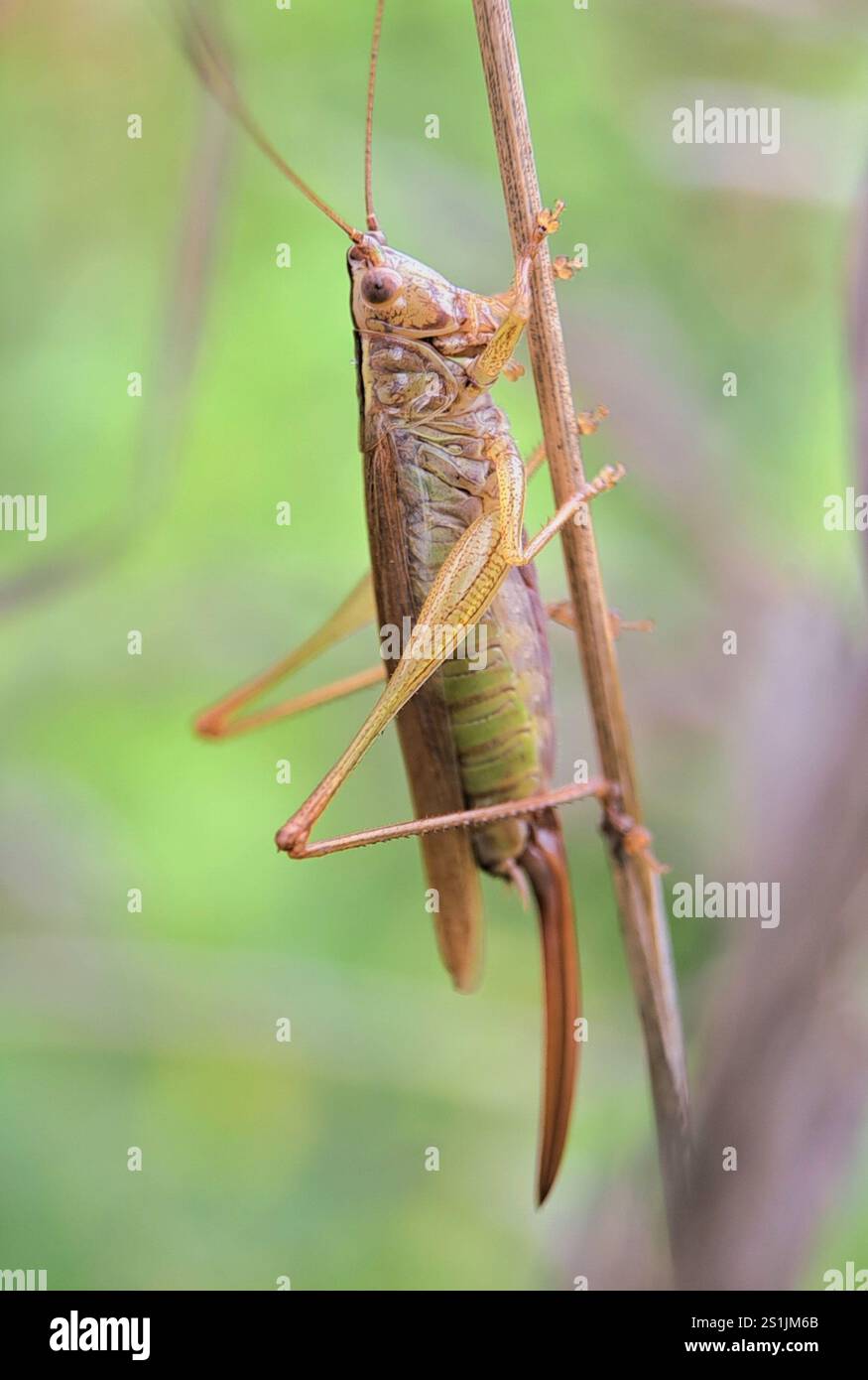 Long-winged Conehead (Conocephalus fuscus Stock Photo - Alamy