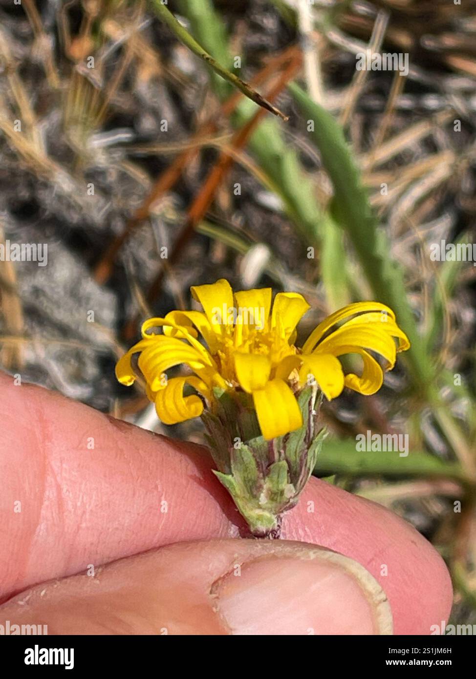 alpine flames (Pyrrocoma apargioides Stock Photo - Alamy