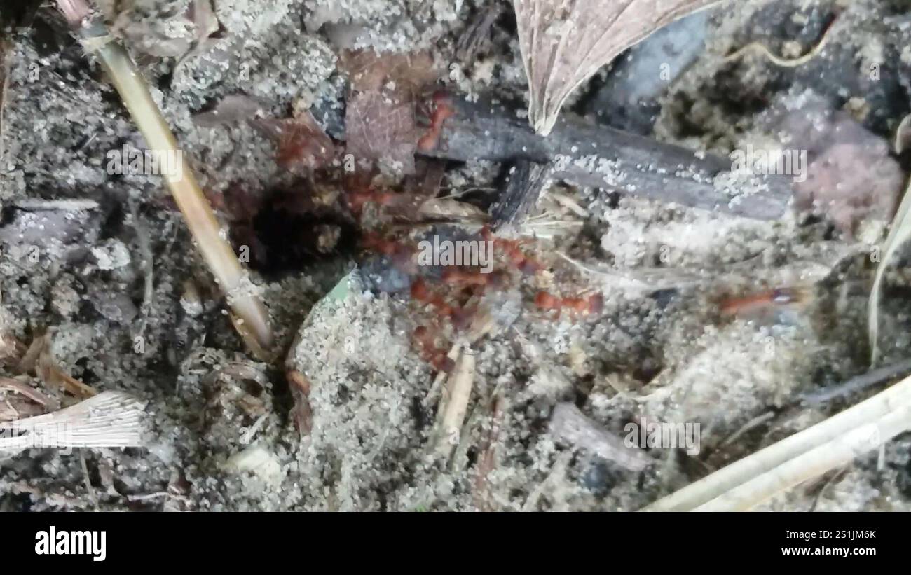 Northern Fungus-farming Ant (Trachymyrmex septentrionalis Stock Photo ...