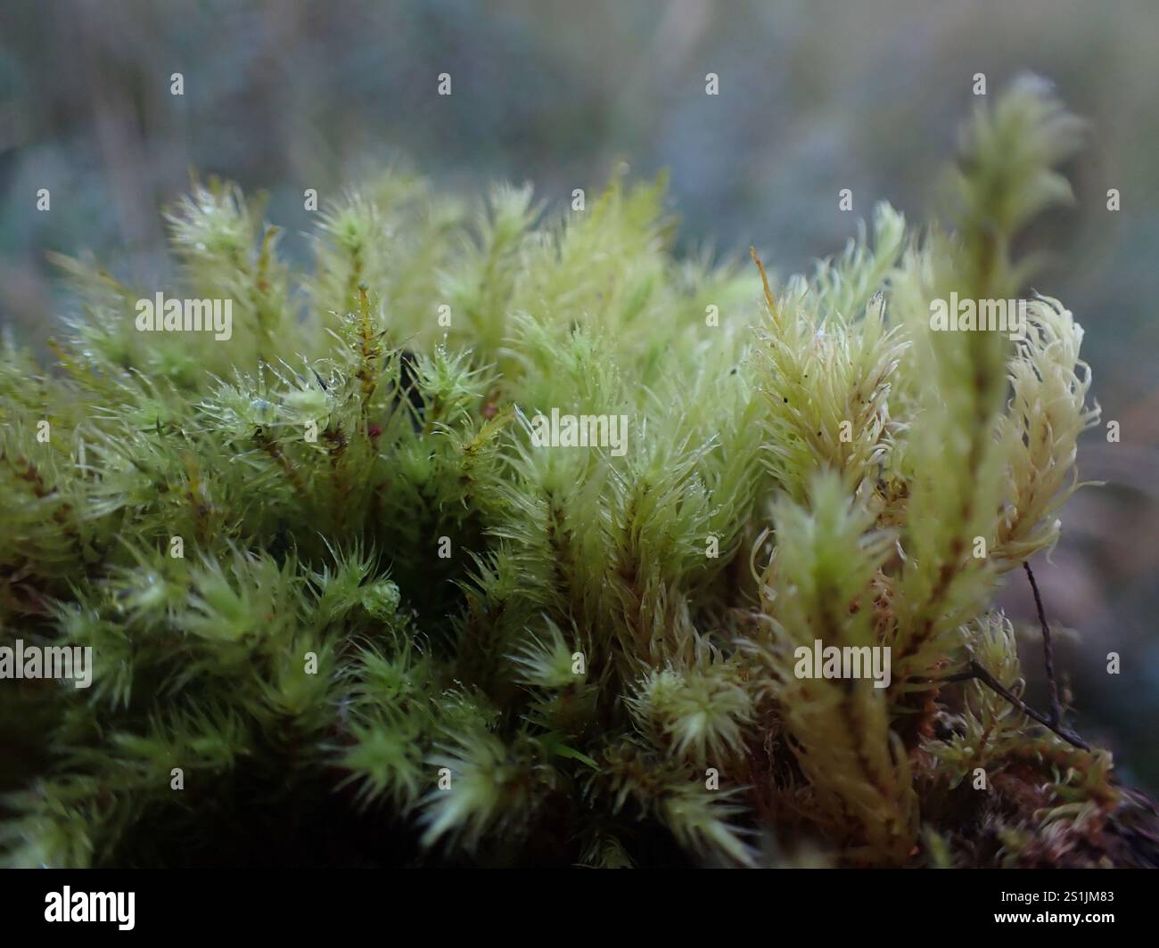 ribbed bog moss (Aulacomnium palustre Stock Photo - Alamy