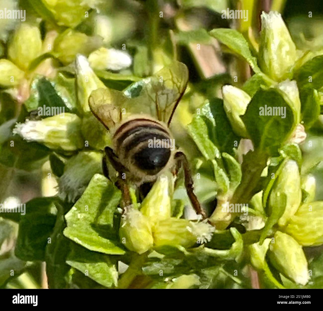 Western Honey Bee (Apis mellifera Stock Photo - Alamy