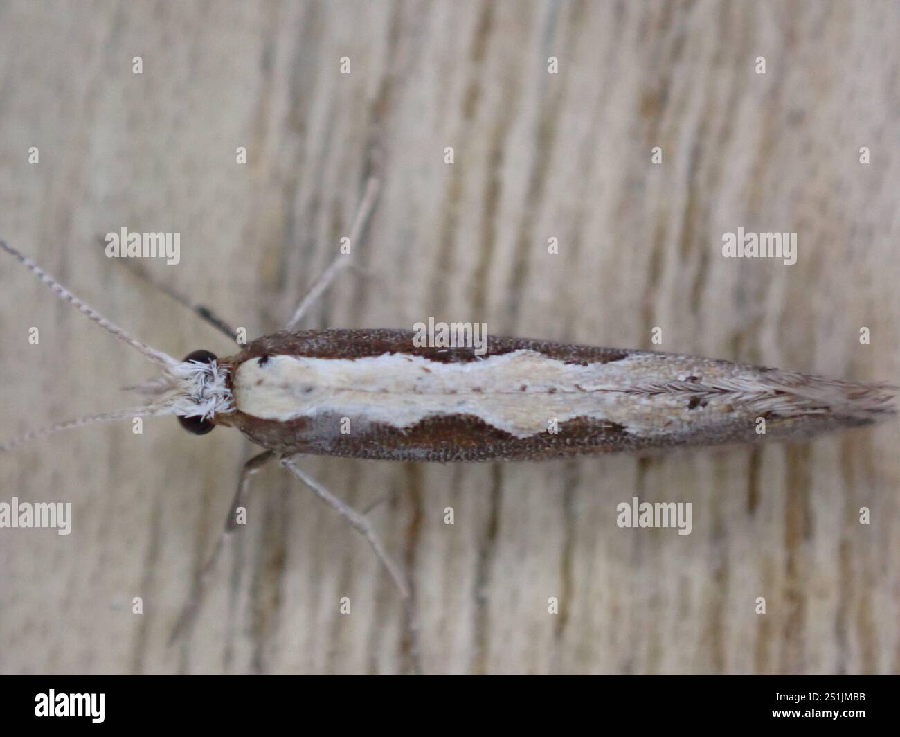 Diamondback Moth (Plutella xylostella Stock Photo - Alamy