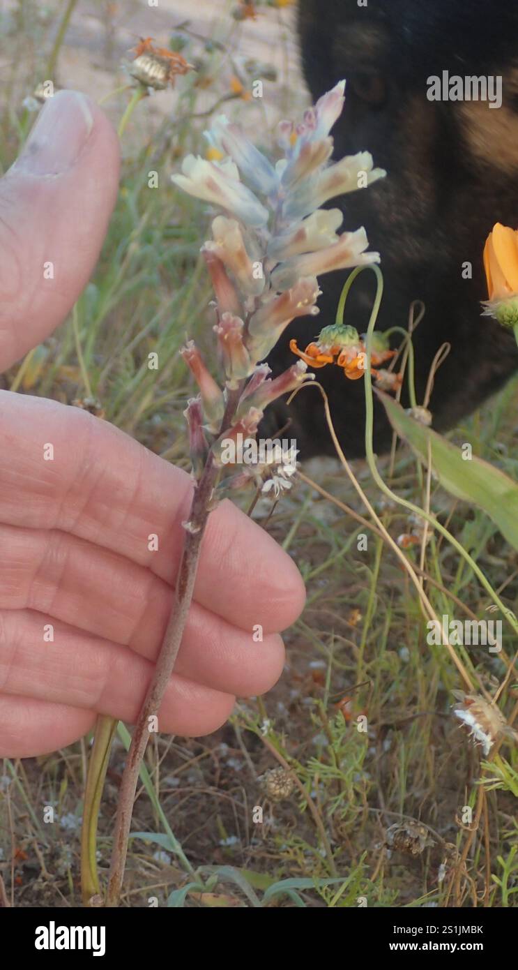 Banded Viooltjie (Lachenalia unifolia Stock Photo - Alamy