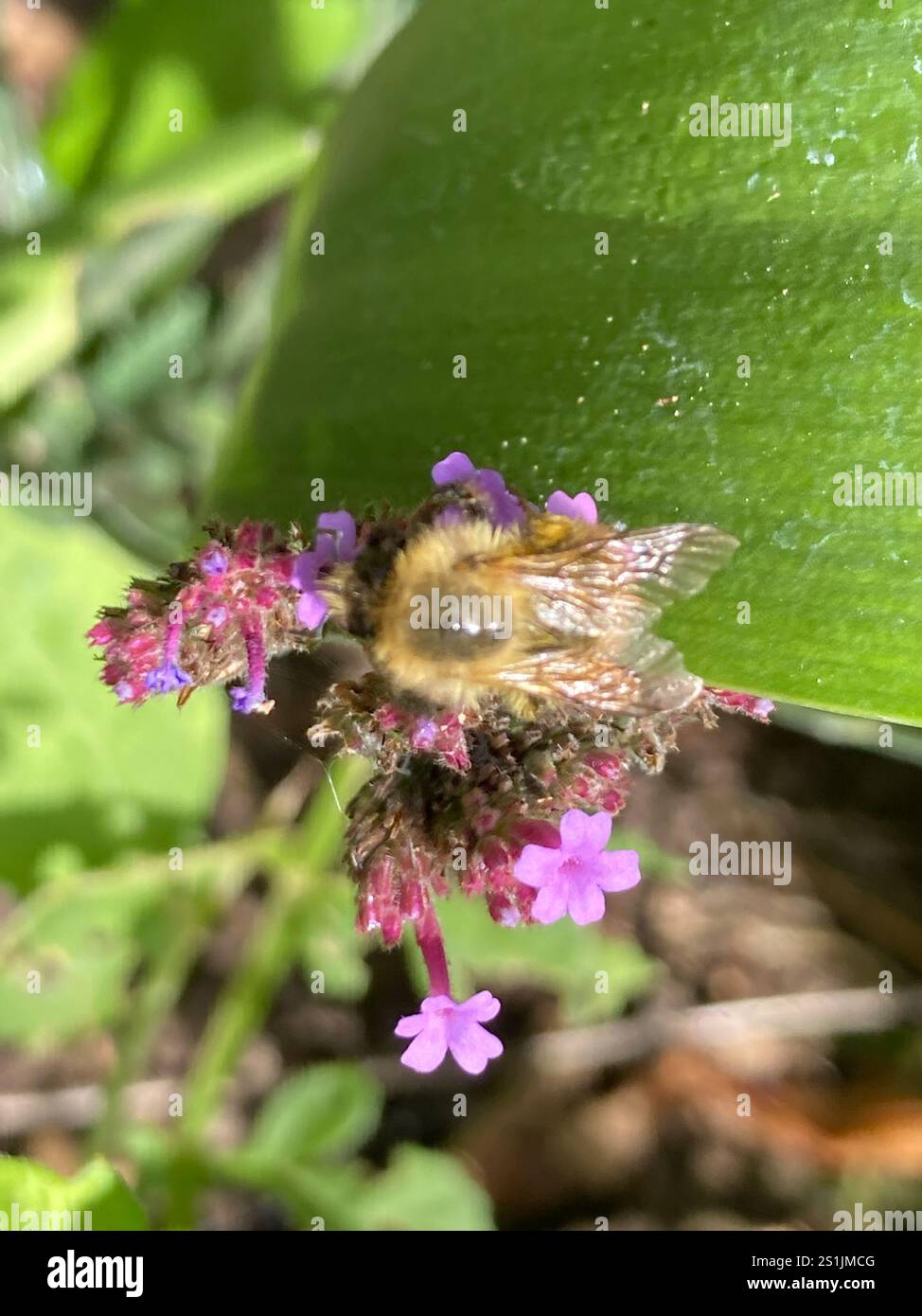 Common Carder Bumble Bee (Bombus pascuorum Stock Photo - Alamy