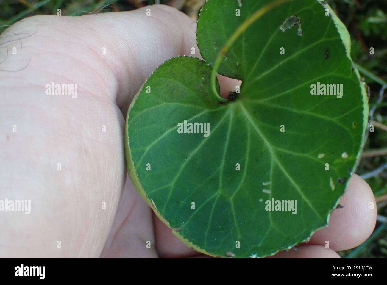 Deer-cabbage (Nephrophyllidium crista-galli Stock Photo - Alamy
