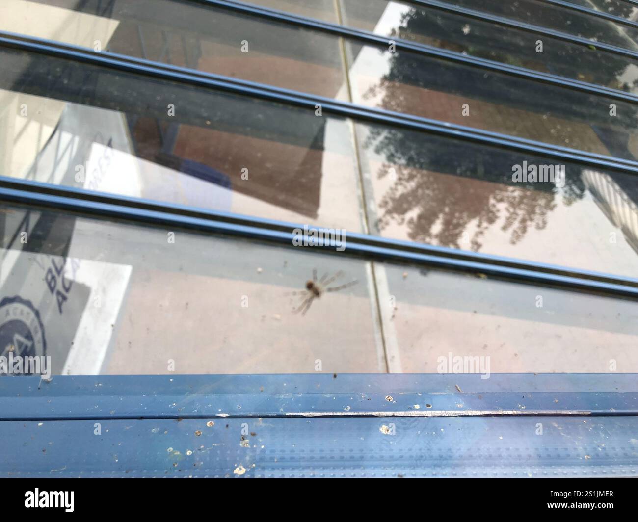 Silver-sided Sector Spider (Zygiella x-notata Stock Photo - Alamy