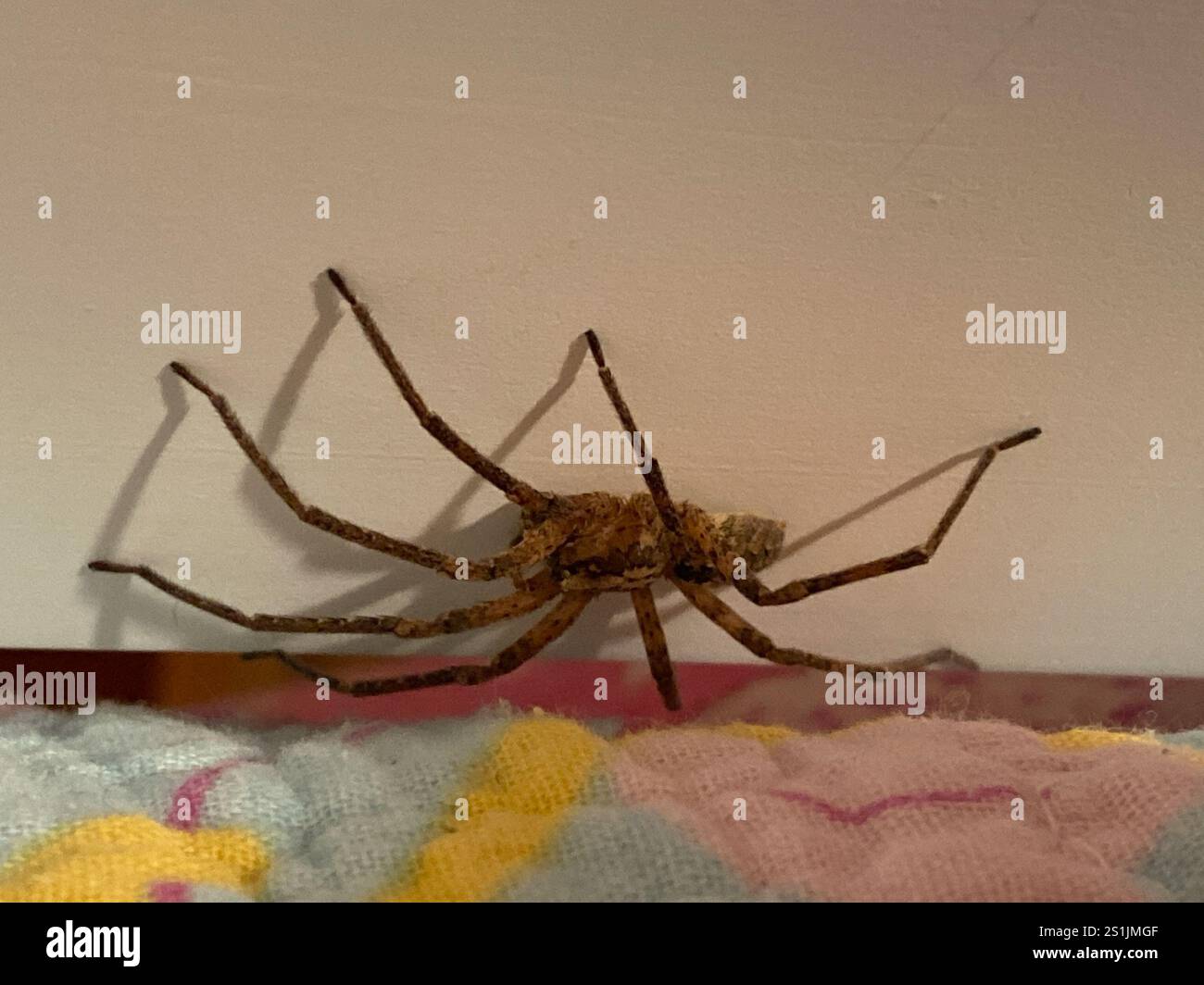 Mediterranean Spiny False Wolf Spider (Zoropsis spinimana Stock Photo ...