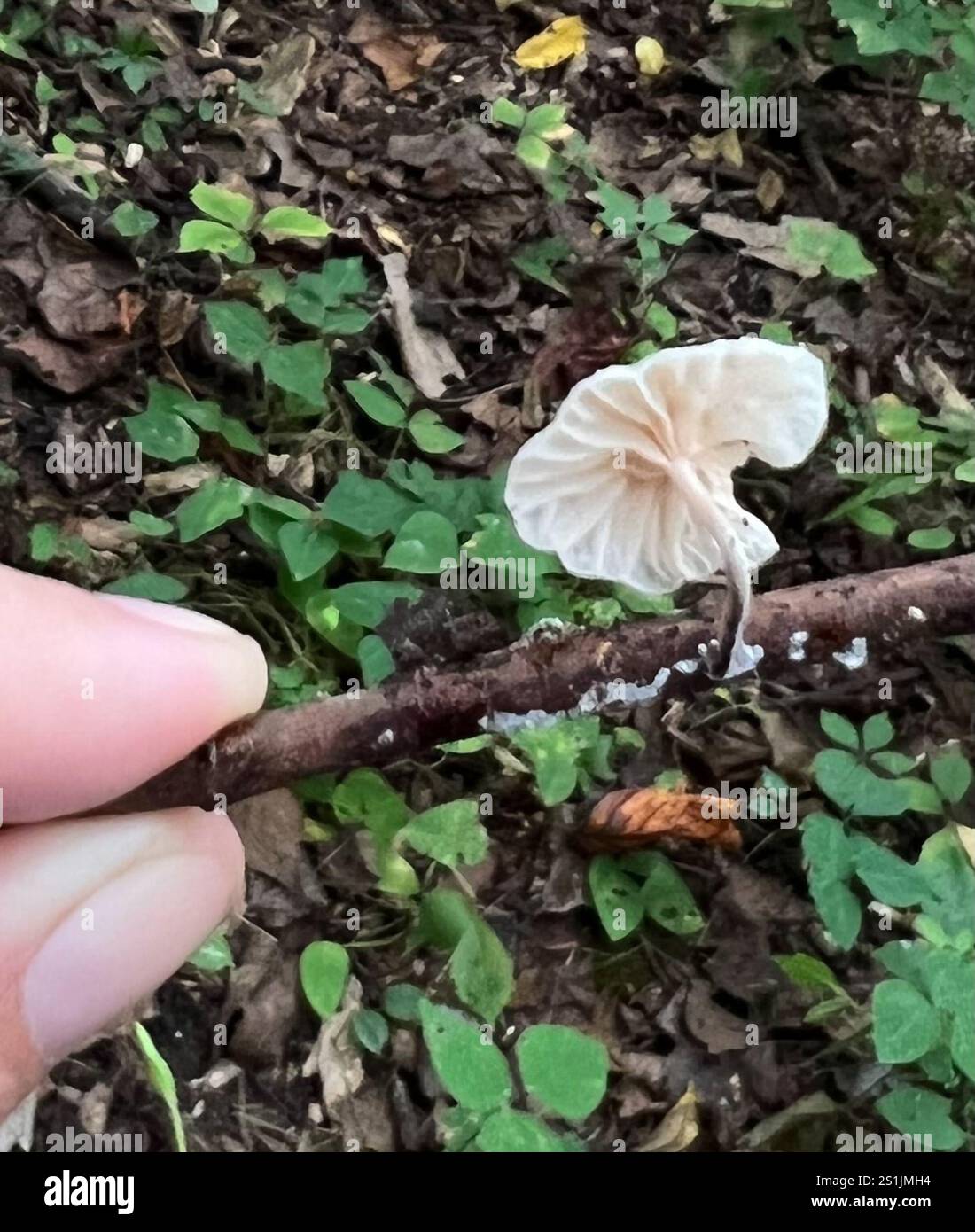 Fairy Parachutes (Marasmiellus candidus Stock Photo - Alamy