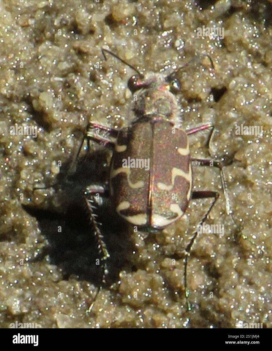 Bronzed Tiger Beetle (Cicindela repanda Stock Photo - Alamy