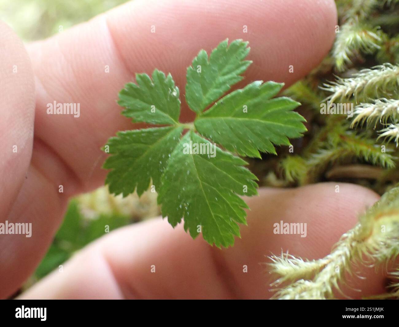 Five-leaf Dwarf Bramble (Rubus pedatus Stock Photo - Alamy