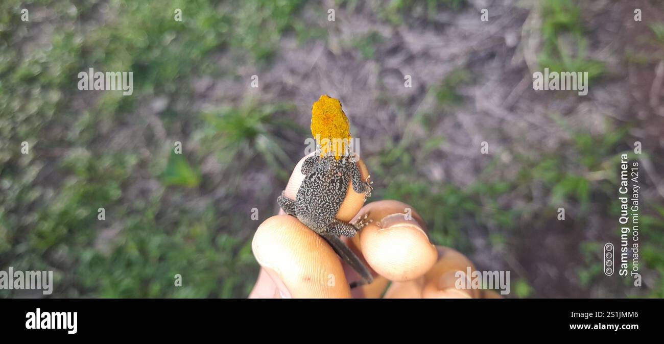 Yellow-headed Gecko (Gonatodes albogularis Stock Photo - Alamy